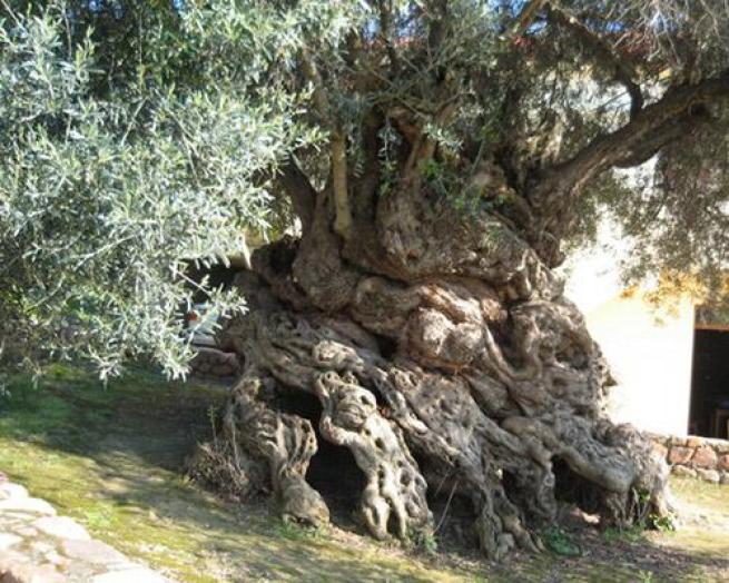 Ecco gli alberi più vecchi del mondo - FOTO Ecco gli alberi più vecchi del mondo - FOTO