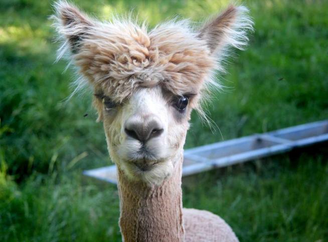 Ecco le acconciature animali più strane