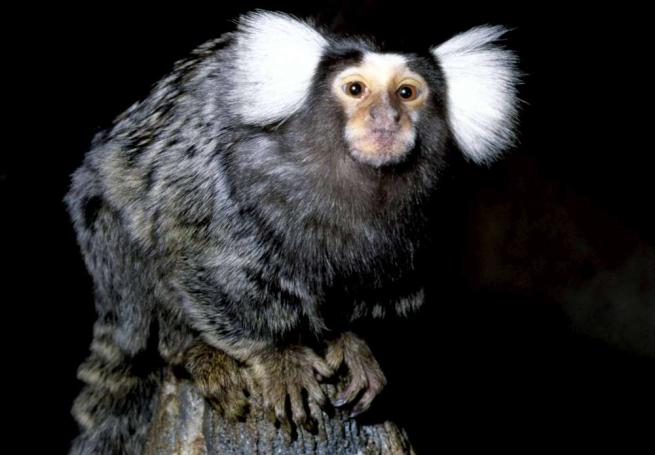 Ecco le acconciature animali più strane